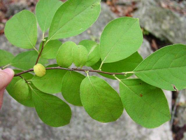 Lindera Benzoin